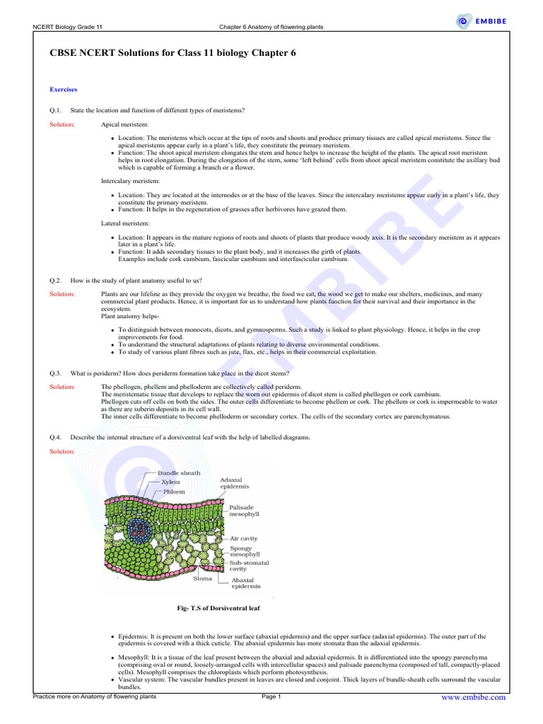 Anatomy Of Flowering Plants Pdf Plant Stem Tissue Biology