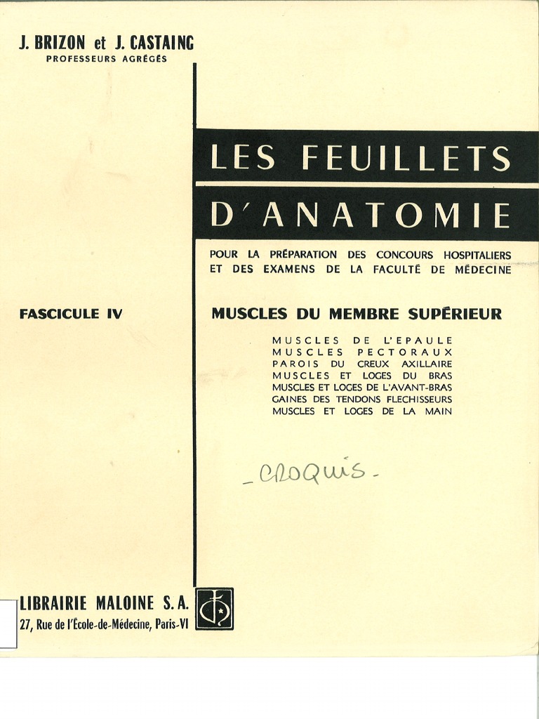 Brizon IV Mucles Du MS - Croquis | PDF