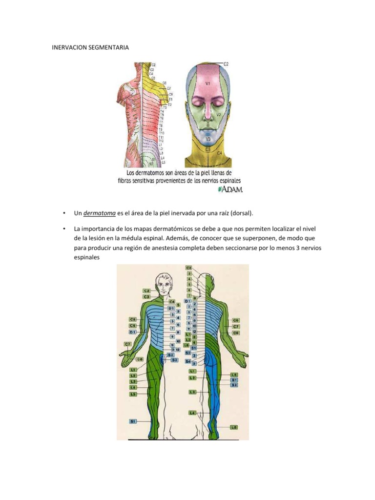 Inervacion Segmentaria | PDF | Mano | Anatomía de los primates