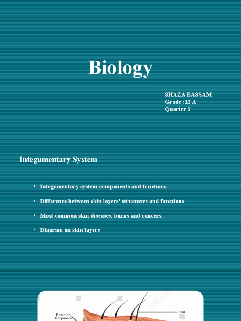 Integumentary System Components and Diseases | PDF | Skin ...