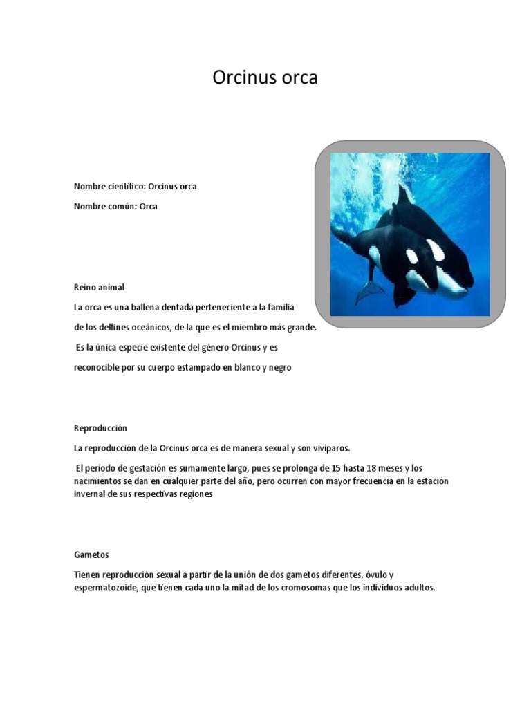 La reproducción y desarrollo de la Orca (Orcinus orca) | PDF