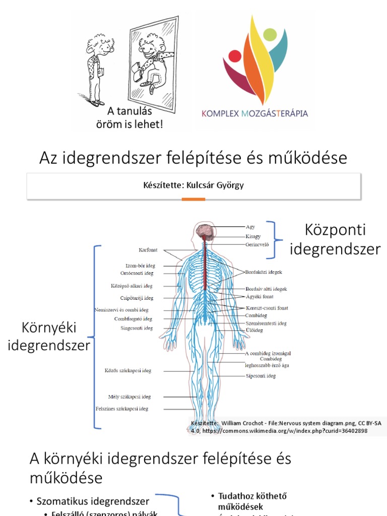 Az Idegrendszer Felépítése És Működése | PDF