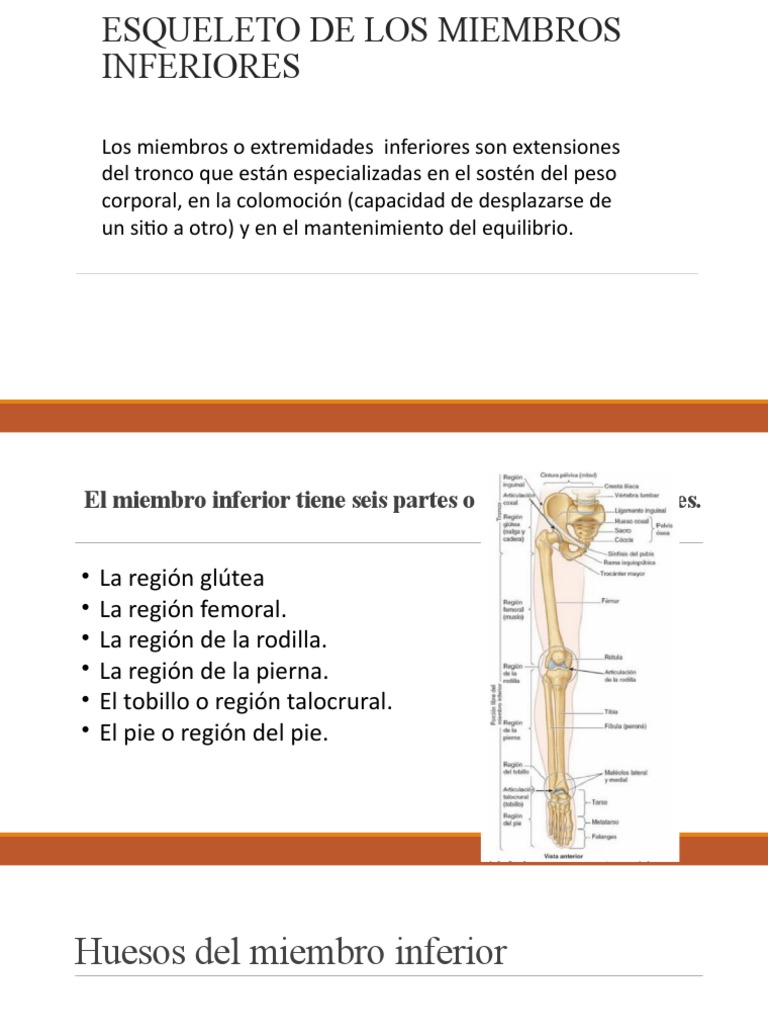 Esqueleto de Los Miembros Inferiores | PDF