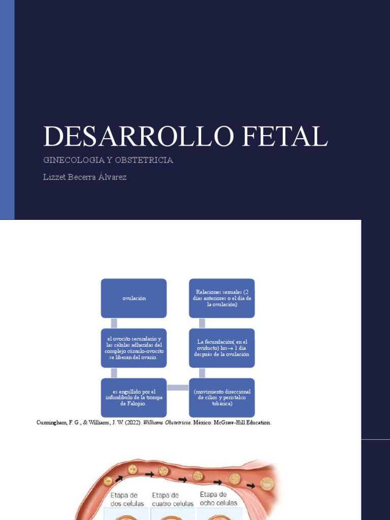 Desarrollo Fetal | PDF | Feto | Embrión