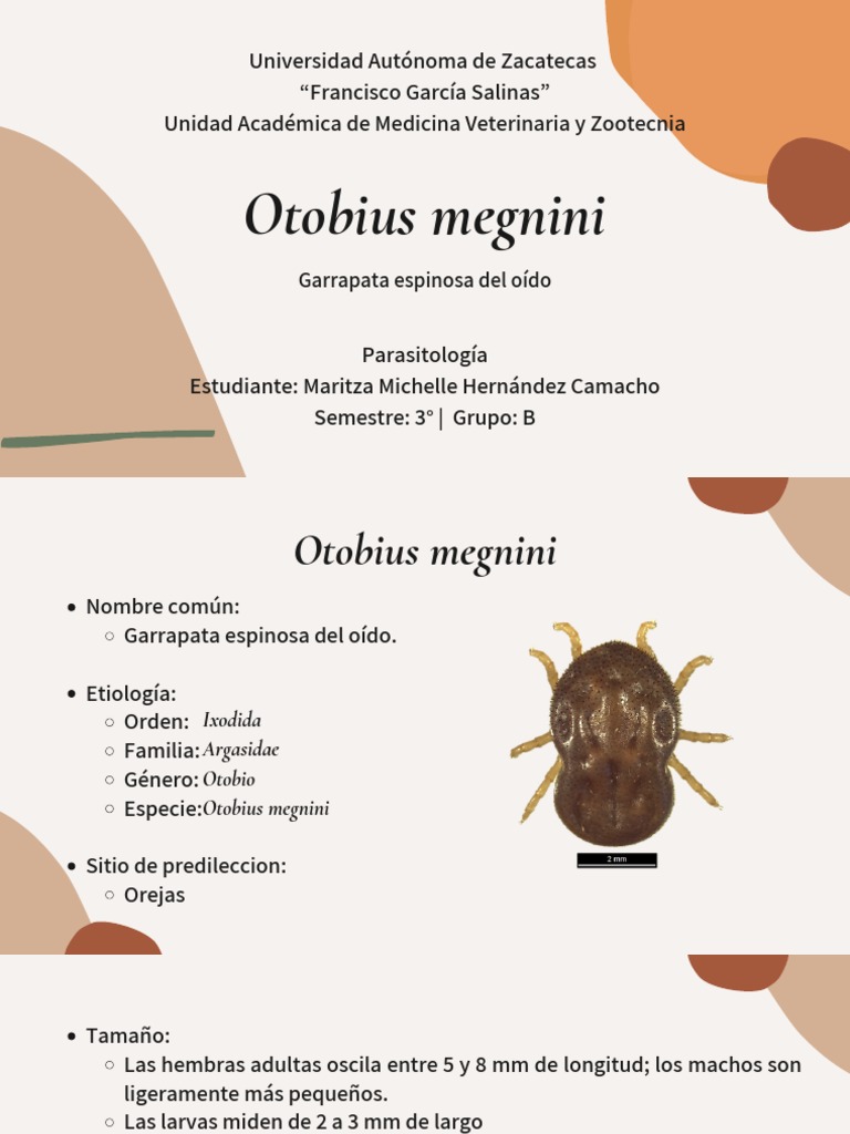 Morfología y ciclo de vida de Otobius megnini | PDF