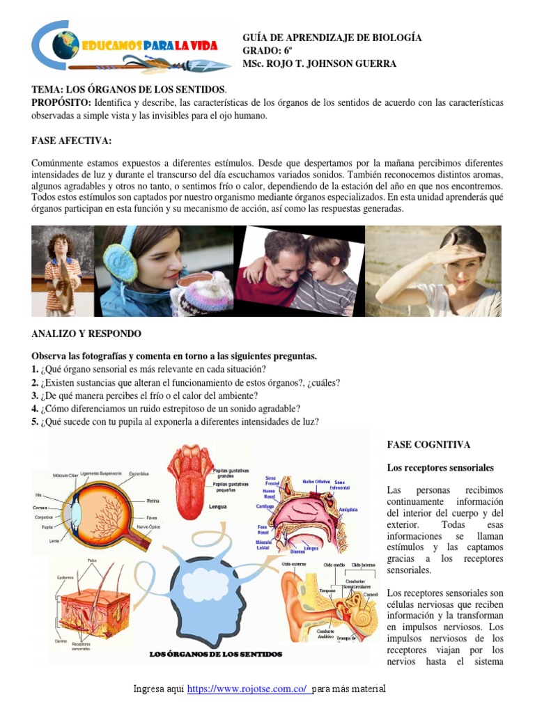 Los Órganos de Los Sentidos | PDF | Gusto | Percepción visual