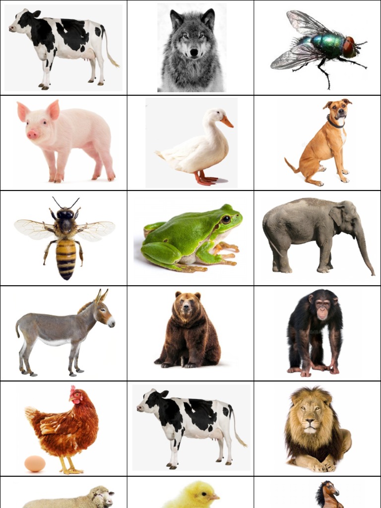 Lotería de Animales | PDF