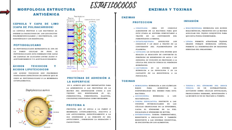 Morfología y Estructura de Bacterias | PDF | Biología Celular ...