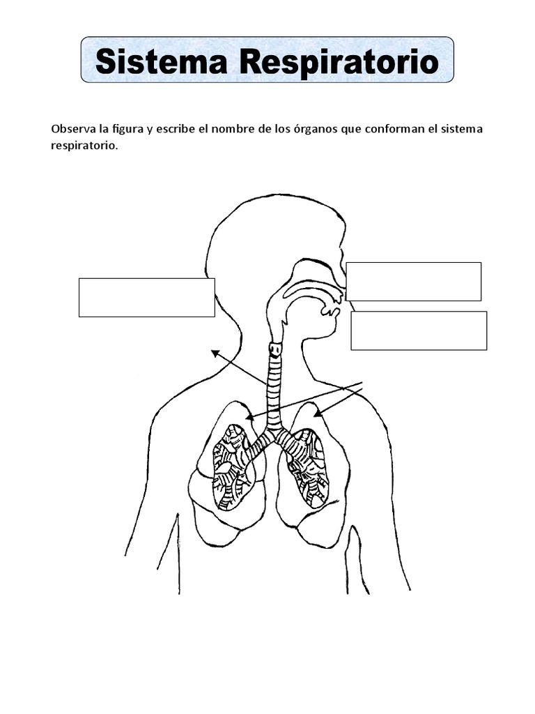 Ficha del Sistema Respiratorio para Niños | PDF