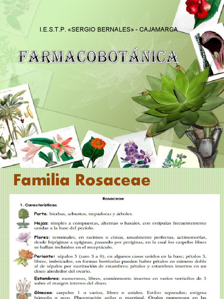 Clase 6 Rosaceae | PDF