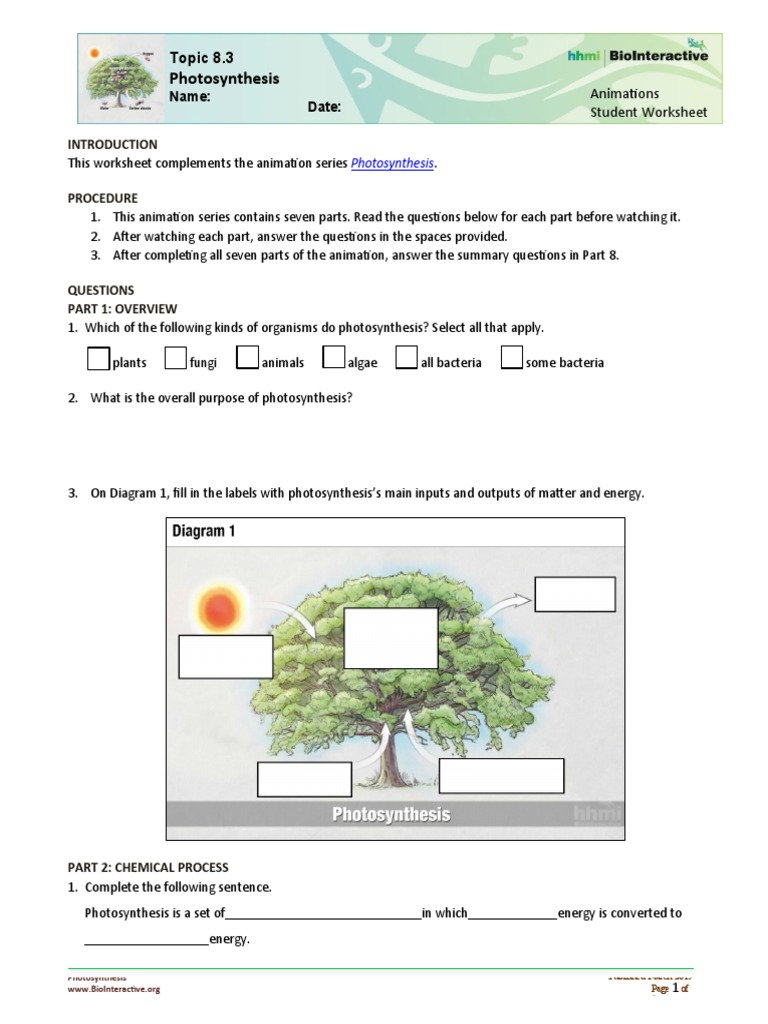 Topic 8.3 Photosynthesis-Animation Worksheet HL | PDF