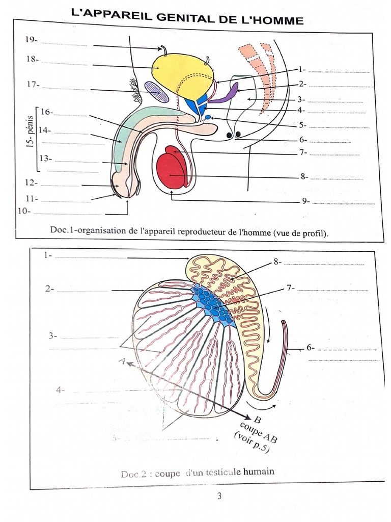 Reproduction Shéma 1 | PDF