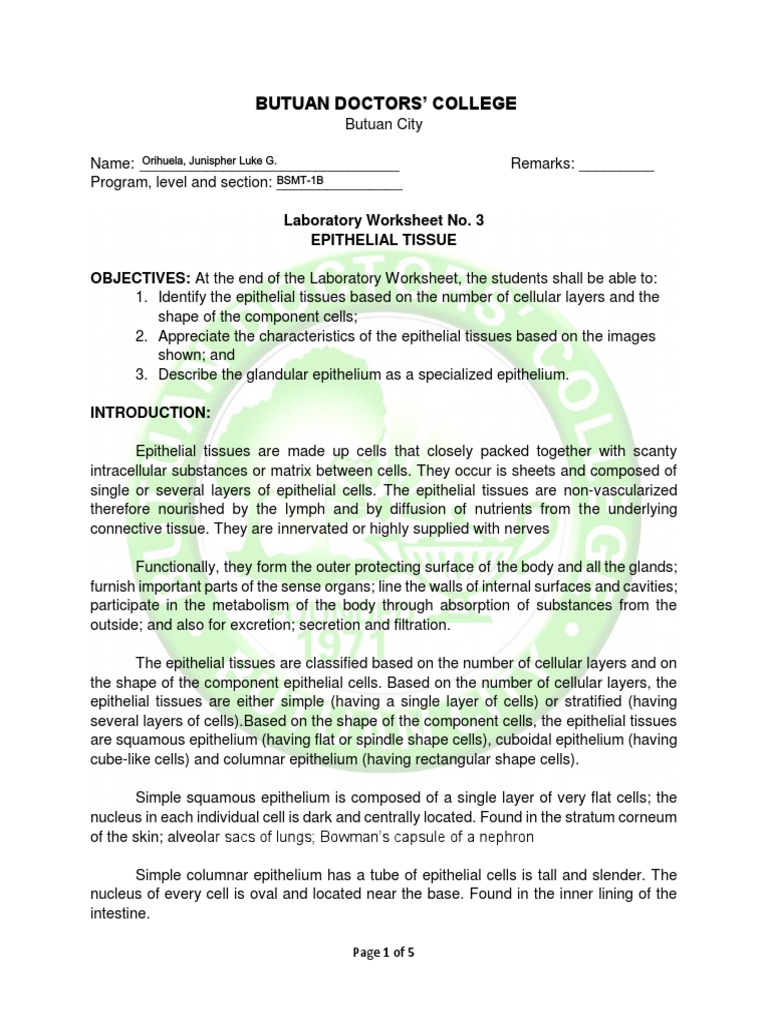 Epithelial Tissue Laboratory Worksheet | PDF | Epithelium | Glands