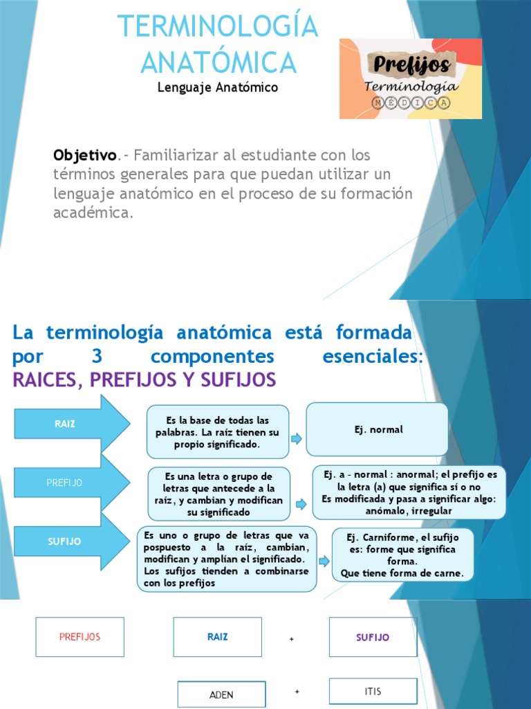 Terminología Anatómica Esencial | PDF