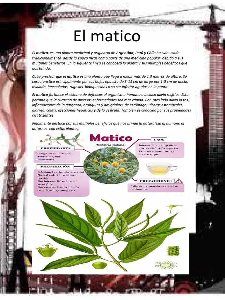 El Matico PNP | PDF | Ciencia y matemáticas