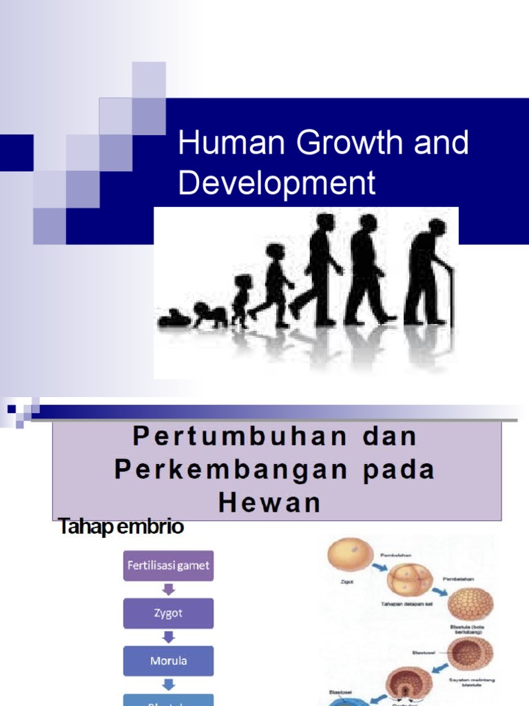 Human Growth and Development | PDF | Adolescence | Child Development