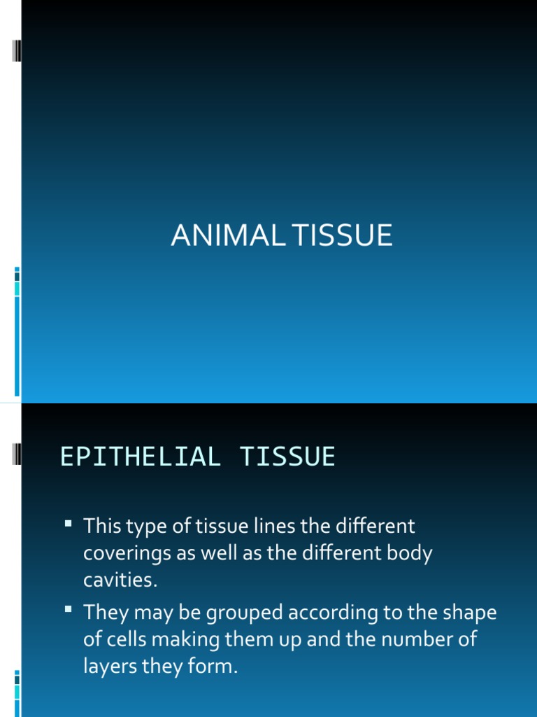 Animal Tissue | PDF | Connective Tissue | Epithelium