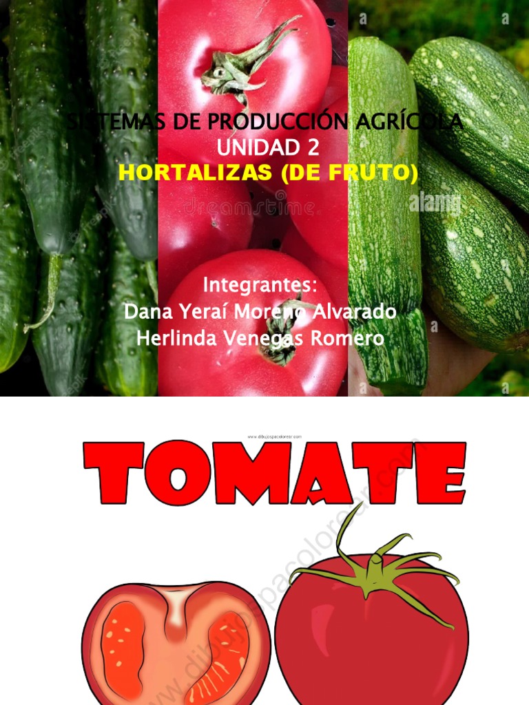 Tomate, Pepino y Calabaza | PDF | Cucurbita | Tomate