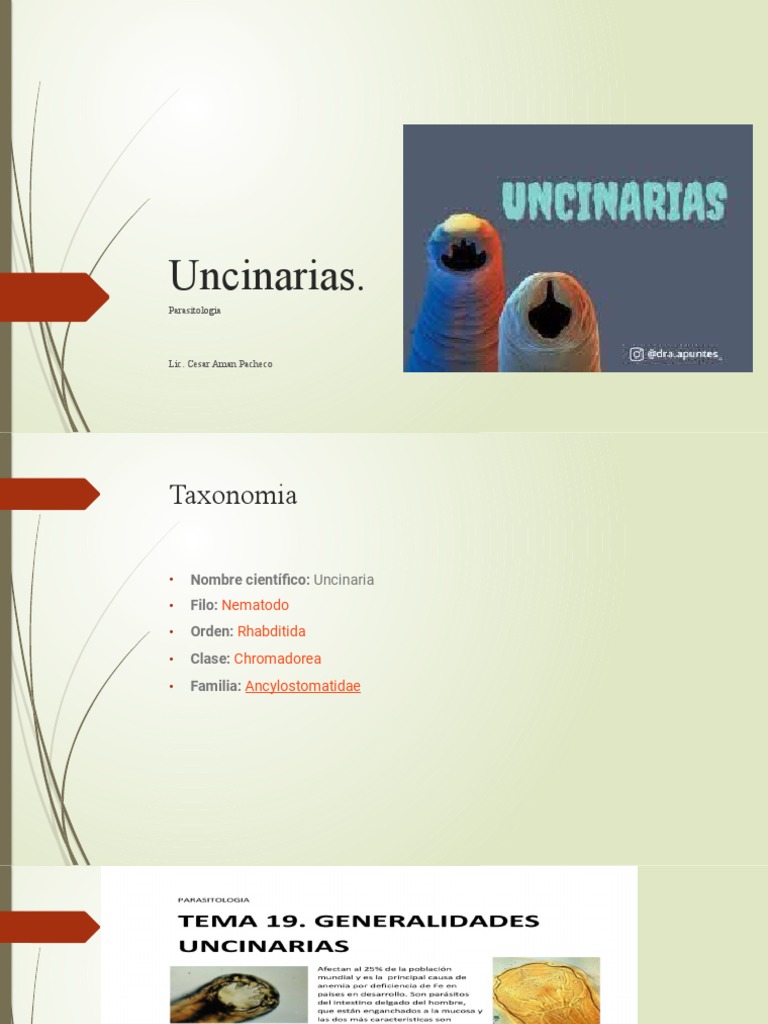 Uncinarias: Ciclo de Vida y Tratamiento | PDF