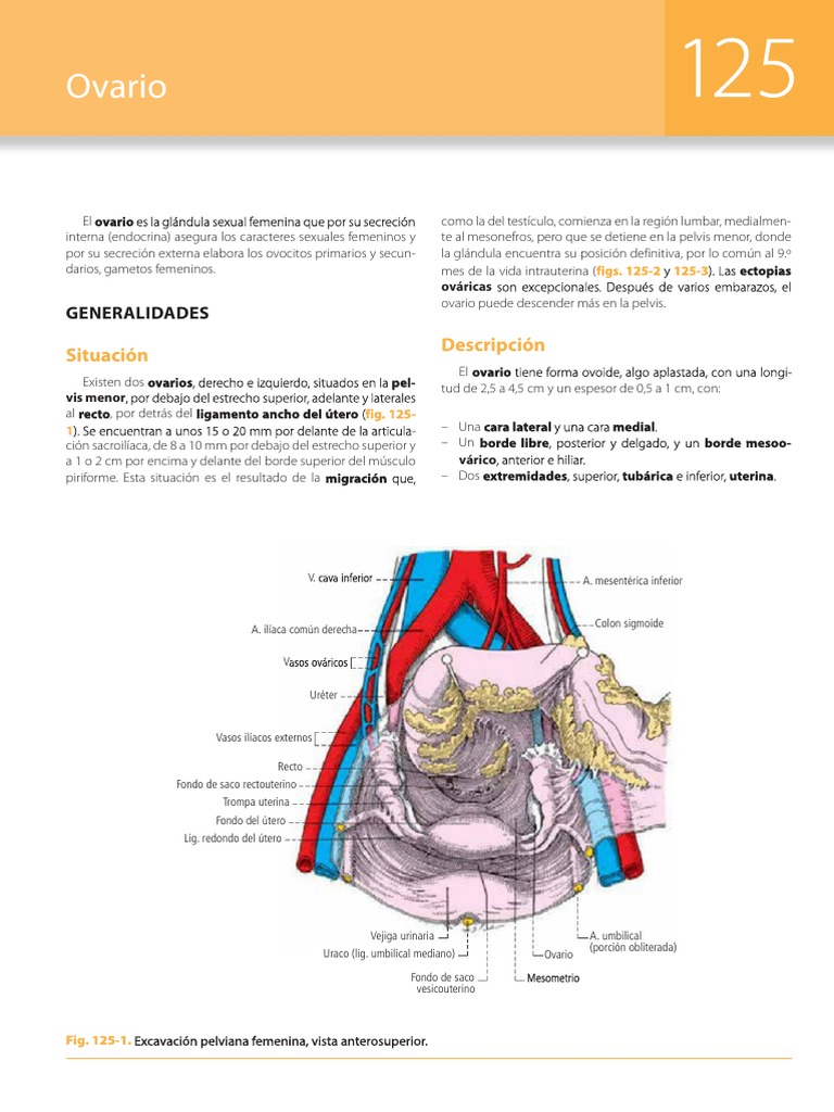 Latarjet - Ruiz Liard Anatomia Humana 5a Edicion T2 | PDF | Ovario | Vagina