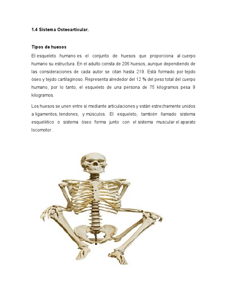1.4 Sistema Osteoarticular | PDF | Articulación | Hueso