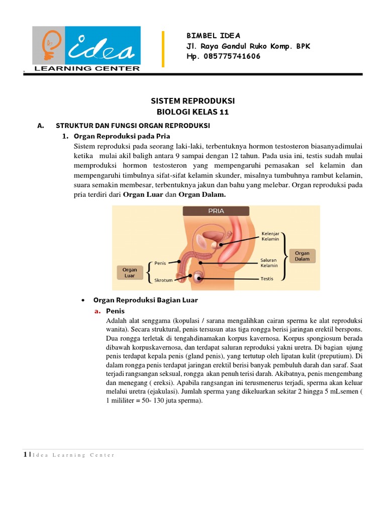 SISTEM REPRODUKSI - KELAS 11 BIOLOGI | PDF
