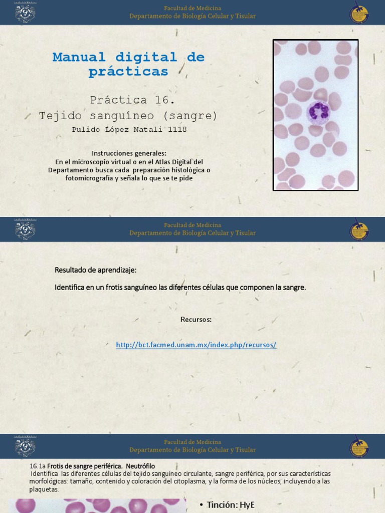 Practica 16 Tejido Sanguineo | PDF | Sangre | Tinción