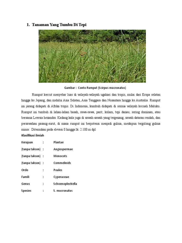 TUGAS I Tanaman Yang Tumbu Di Tepi | PDF | Griya & Taman | Sains ...