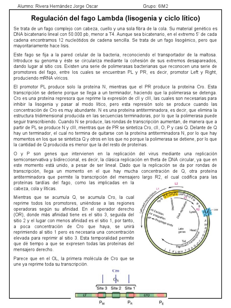 Regulación Del Fago Lambda_RHJO | PDF | Replicación De Adn | Adn