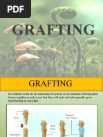 Bridge Grafting and Inarching Damaged Fruit Trees | PDF | Grafting | Trees