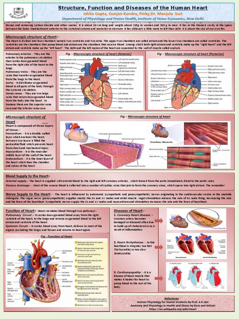 Heart | PDF | Heart | Atrium (Heart)