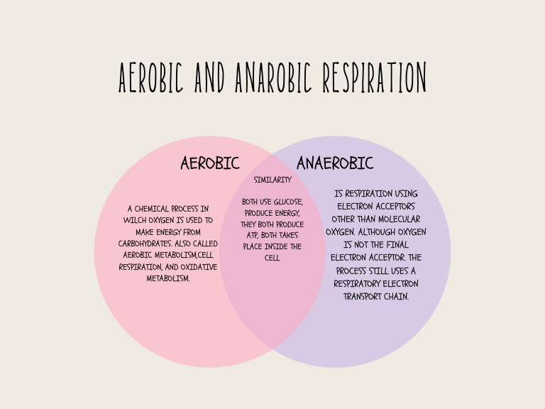 Aerobic And Anaerobic Respiration Diagram Aerobic And Anaerobic