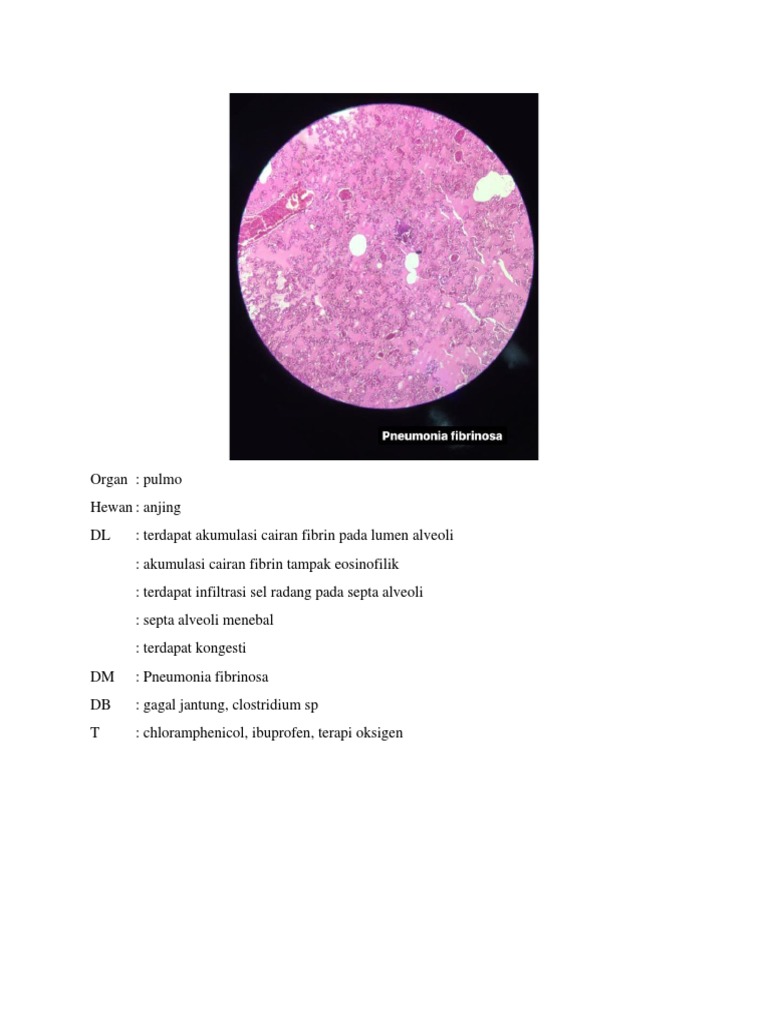 Review PPDH Pato | PDF