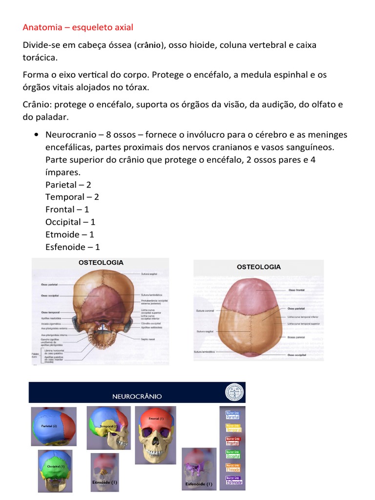 Anatomia - Esqueleto Axial | PDF | Crânio | Vértebra