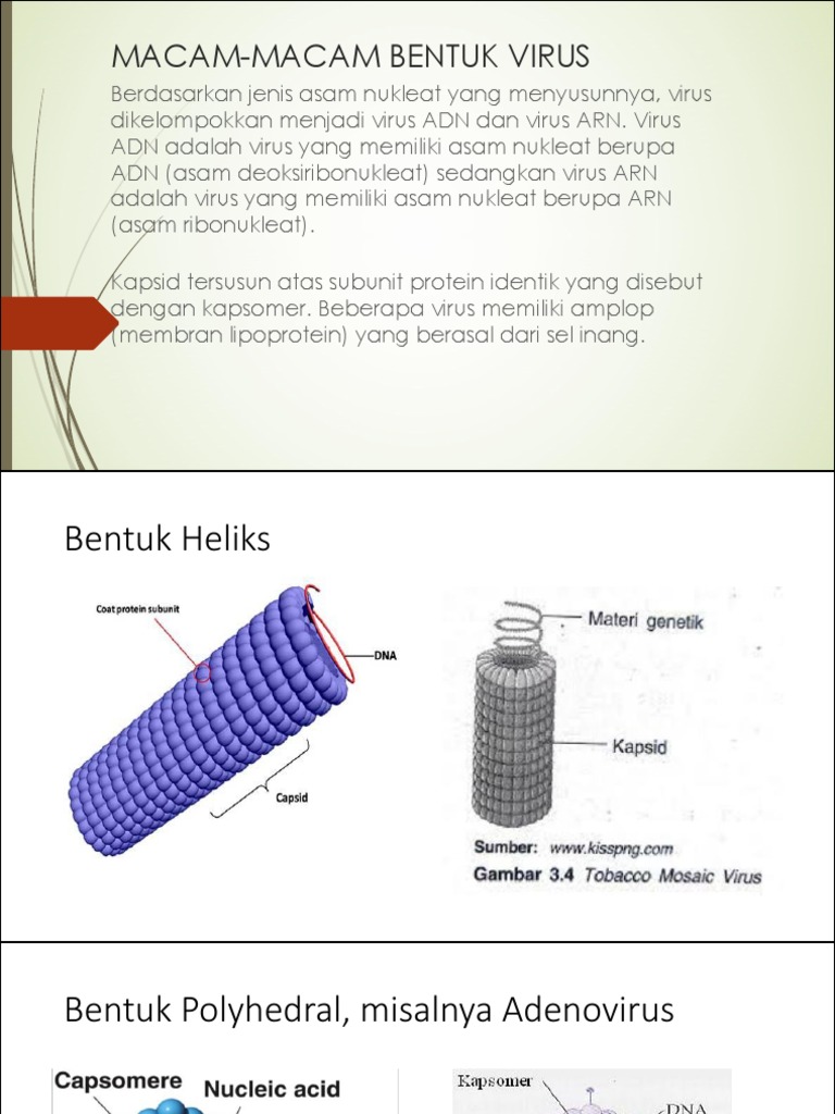 Bentuk-Bentuk Virus dan Klasifikasinya | PDF
