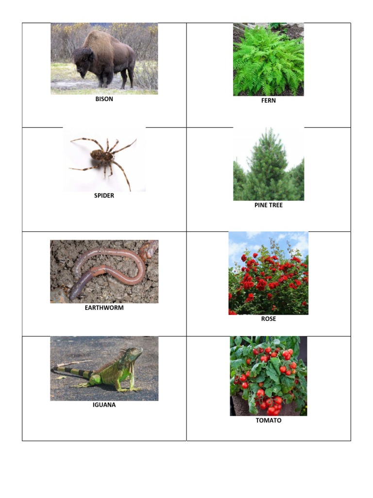 Organisms from Kingdoms to Domains | PDF