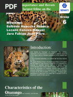 Jaguar Factfile: Key Information | PDF | Jaguar | Zoology