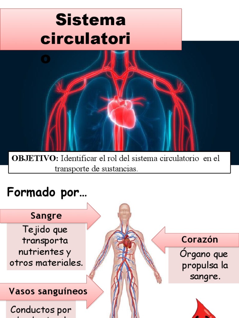 8°A Ciencias Naturales Sistema Circulatorio PPT 13 de Mayo. | PDF
