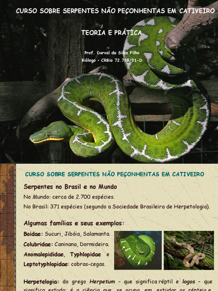 Curso sobre Serpentes Não Peçonhentas em Cativeiro: Teoria e Prática ...