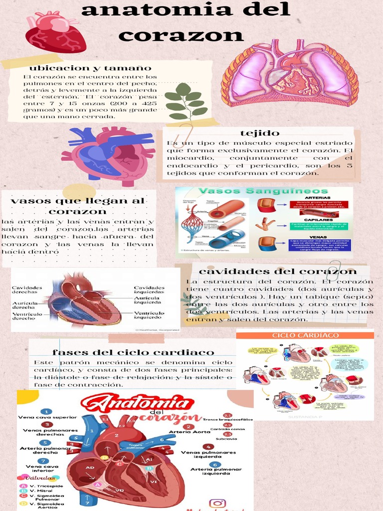 Anatomía y Ciclo del Corazón | PDF