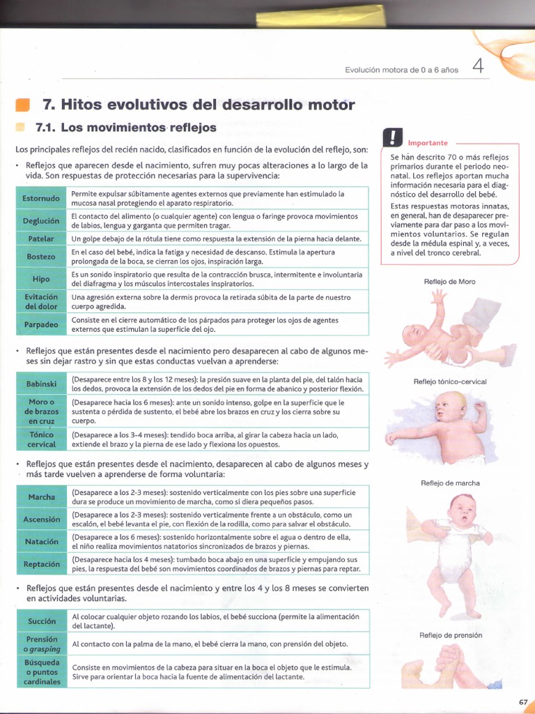 Hitos Evolución Motora | PDF