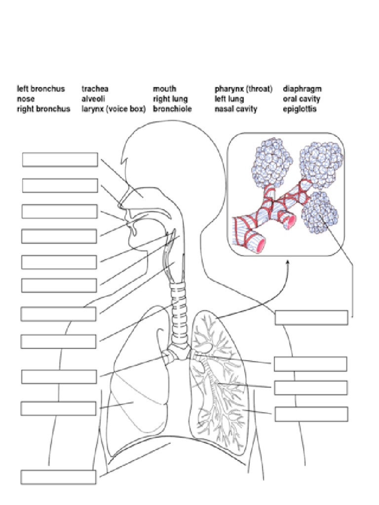 Respiratory System Label | PDF