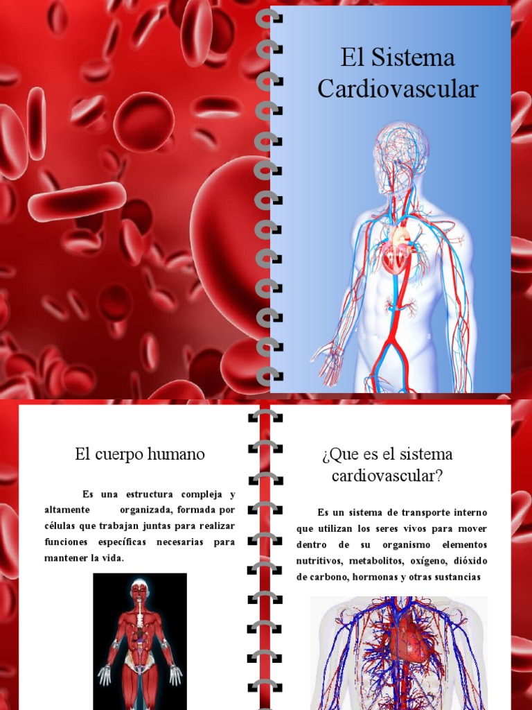 Funciones y Estructura del Sistema Cardiovascular | PDF | Sistema ...