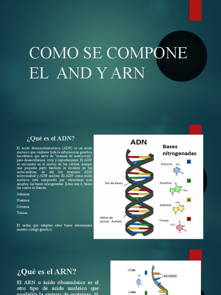 Presentacion Adn y Arn | PDF | Rna | Adn