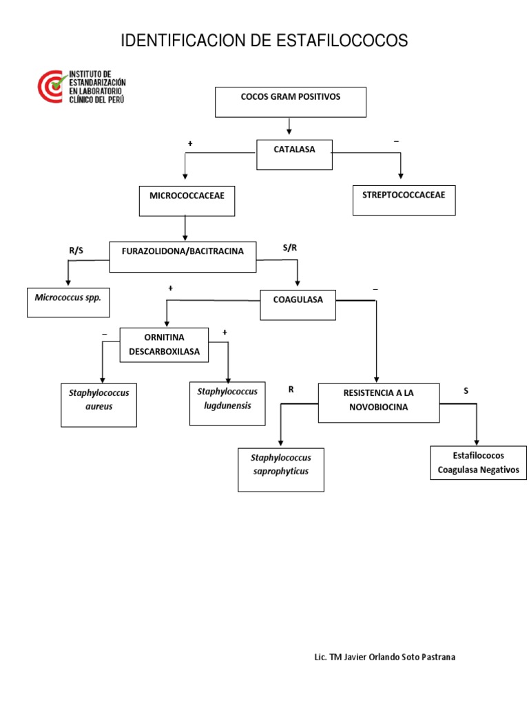 6 Identificacion de Estafilococos Ielc 2023 | PDF