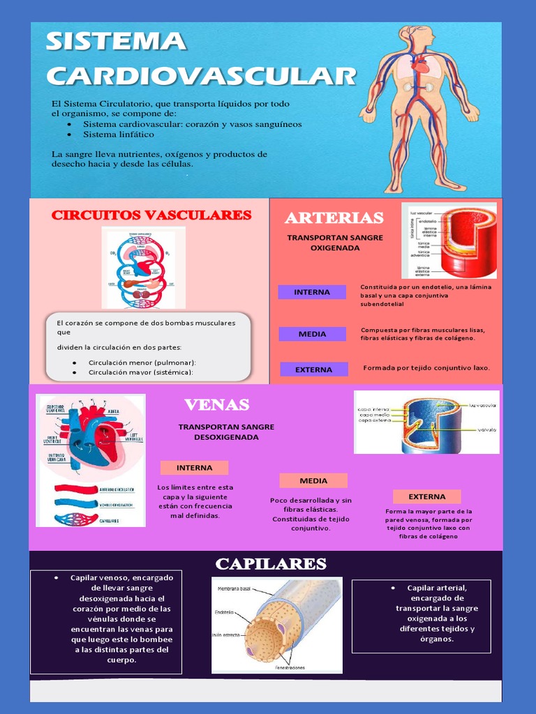 Infografia Del Sistema Cardiovascular | Descargar gratis PDF | Sistema ...