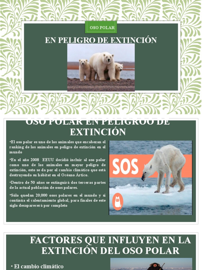 Oso Polar EN PELIGRO DE EXTINCIÓN | PDF