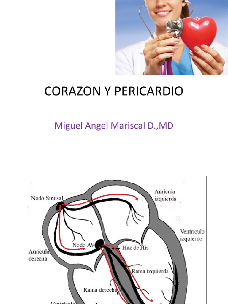Corazon Pdf Ventrículo Corazón Vena