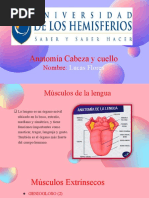 Musculos Del Velo Del Paladar | PDF | Anatomía humana | Cabeza y cuello ...
