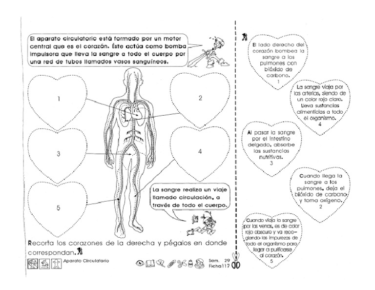 El Aparato Circulatorio | PDF